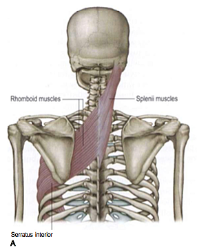 Kinematics | Blog | Posture & The Thoracic Spine | Melbourne Osteo